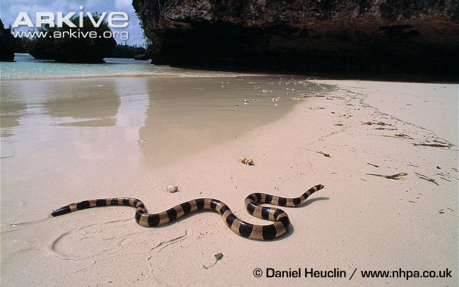The Dive Shack Tides: Creature Feature: Banded Sea Krait