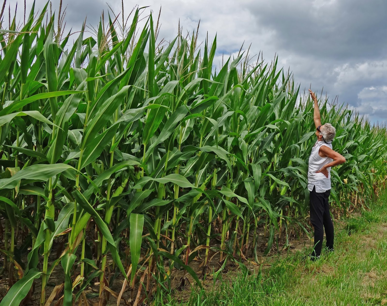La Lair On Wheels: Up in Indiana where the tall corn grows