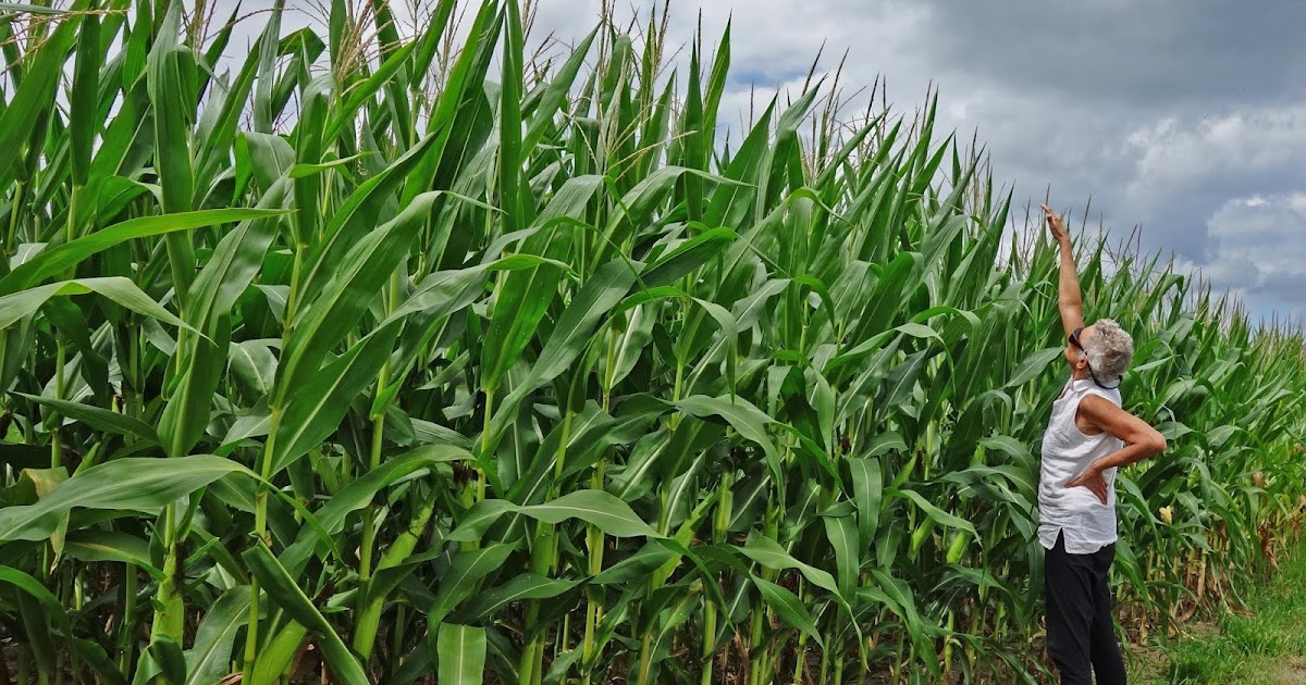 La Lair On Wheels: Up in Indiana where the tall corn grows