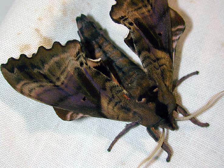 Field Biology in Southeastern Ohio: Distribution of the Sphinx Moths ...
