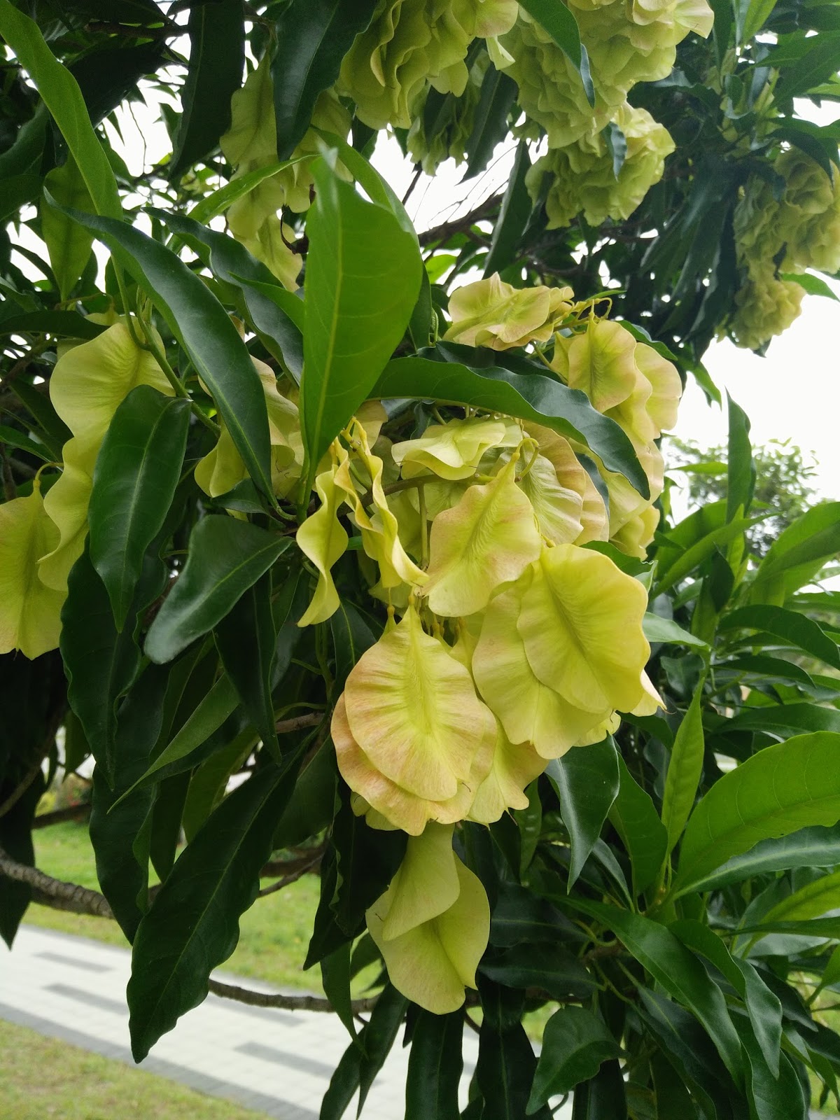 Yes I Love Farming! :D: Pteleocarpa lamponga - Tembusu tikus