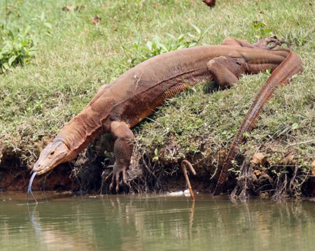 Monitor Lizard - Animals Photos