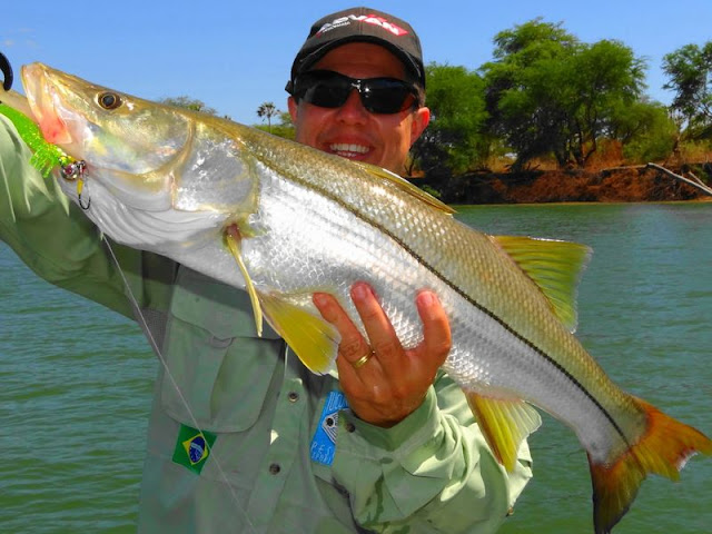 No Mar Profundo: Peixe Robalo Flecha - 02