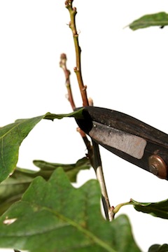 Ficus Benjamina: Bonsai defoliation, pruning leaves to to reduce leaf size
