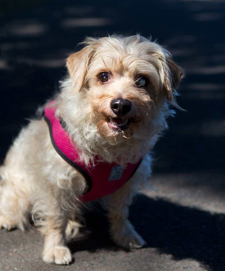 Shelter Dogs of Portland: "CAMILLA" Happy 15lb terrier type -Indigo Rescue