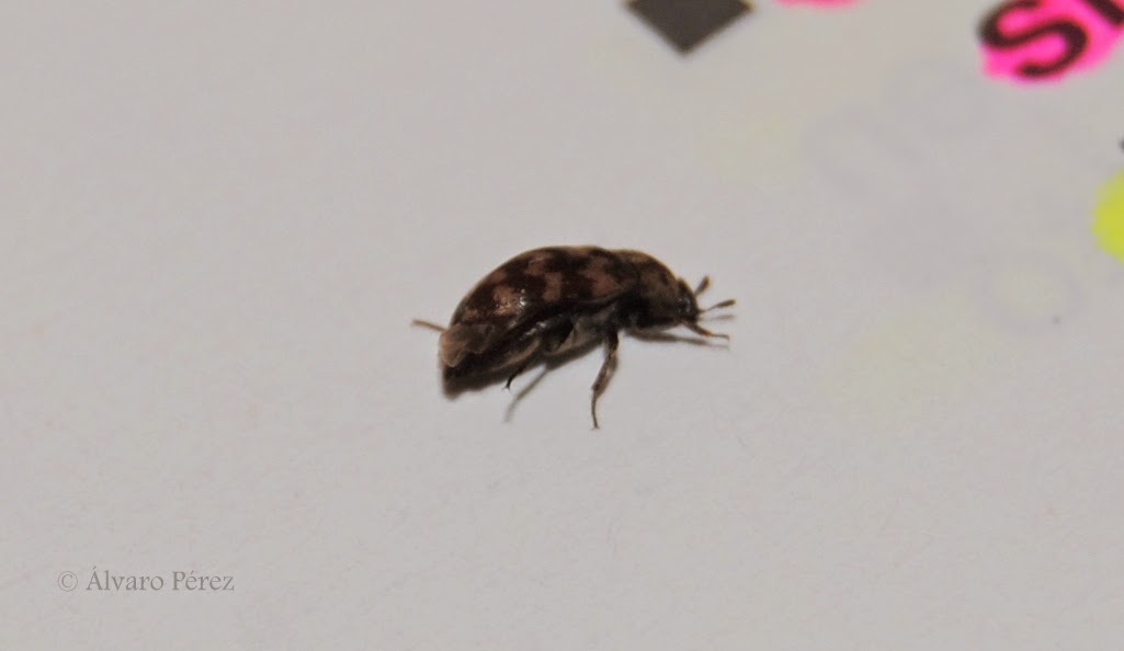 Fichas de Animales: Escarabajo de las alfombras