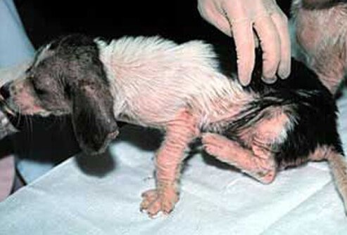 A To Z Medicine Details: What Is Scabies? Rash, Treatment, Symptoms ...