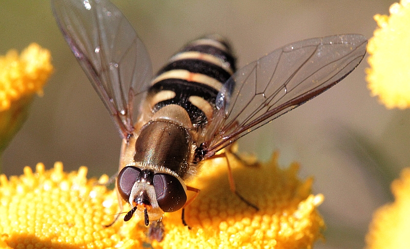 Naturwunder ...: Große Schwebfliege