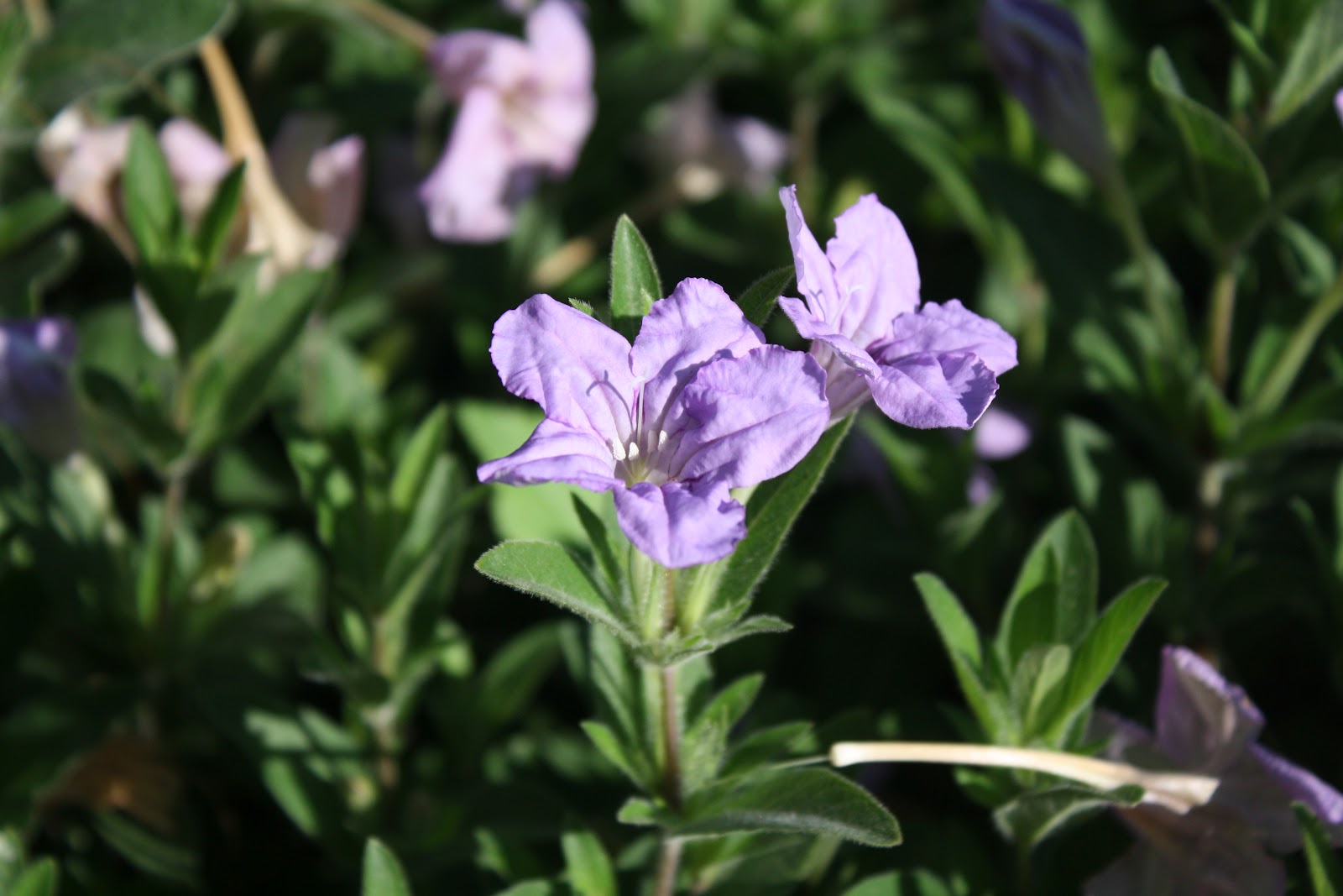 MIDWEST GROUNDCOVERS Display Gardens & Plant Trials: Drought Tolerant ...