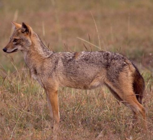 Abe's Animals: 2 critically endangered wolves of Egypt