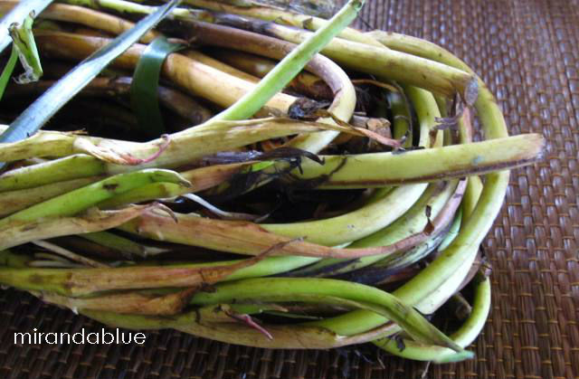 Miranda: Adobong Takway