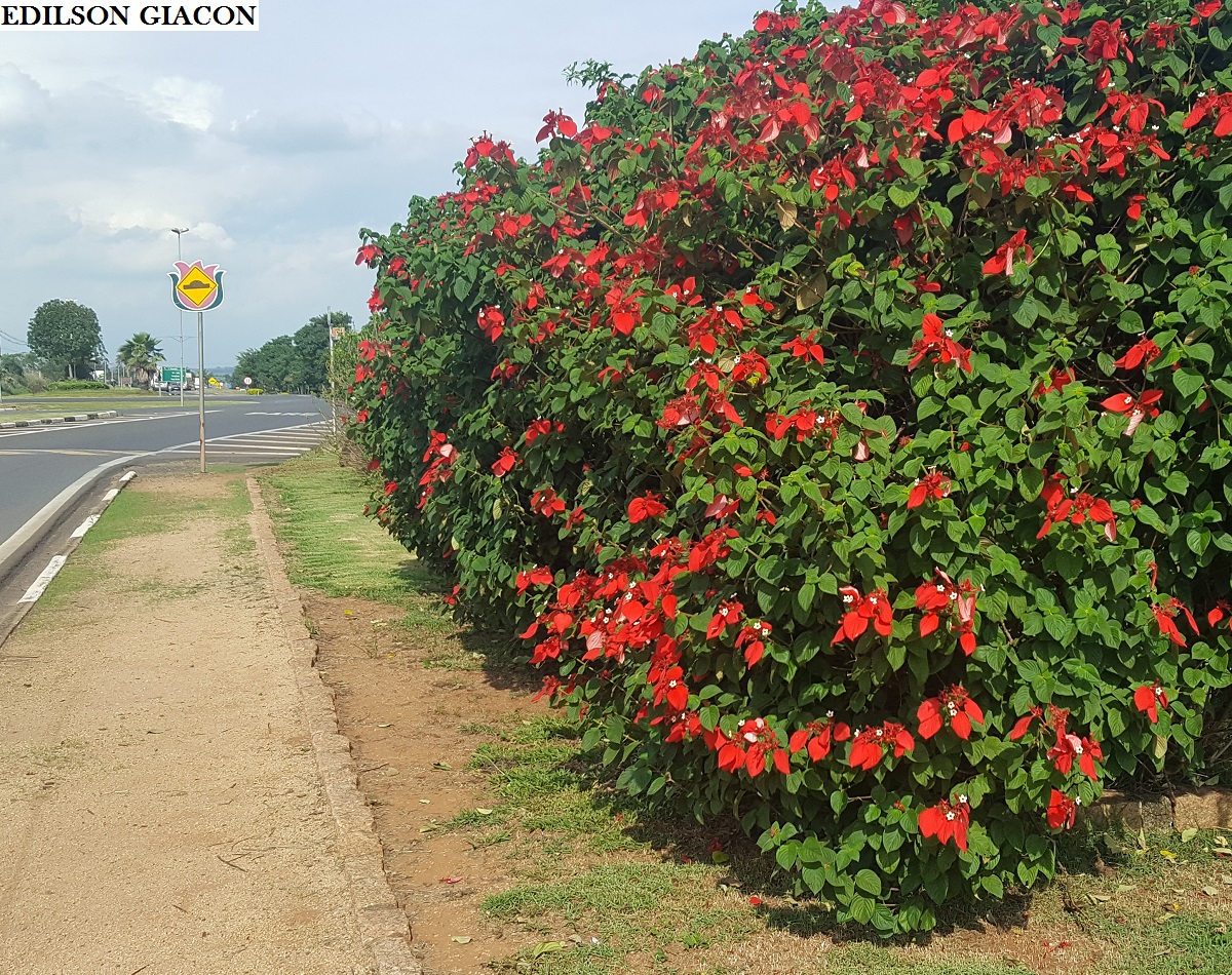 Viveiro Ciprest - Plantas Nativas e Exóticas: Mussaenda Vermelha ...