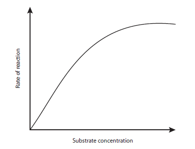 #22 Summary of Enzymes | Biology Notes for A level