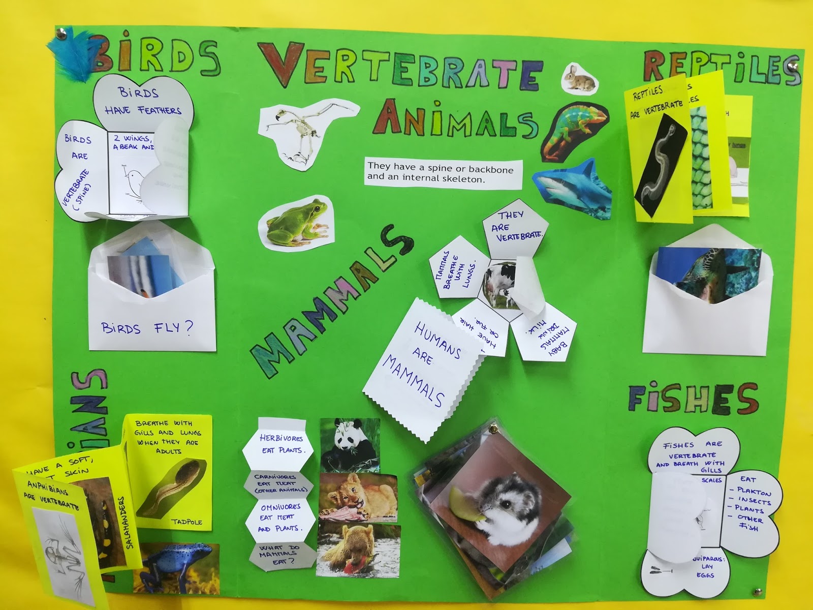 FSLOVENGLISH ANIMAL CLASSIFICATION fslovenglish-animal-classification