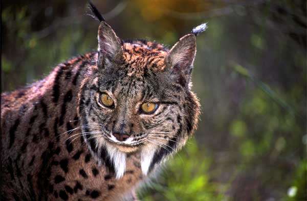 Lynx | The Biggest Animals Kingdom