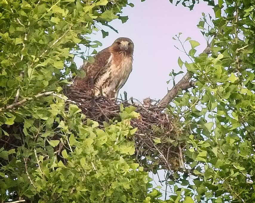 EV Grieve: [Updated] First baby red-tailed hawk pics from Tompkins ...