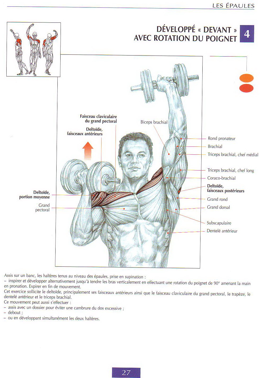 shoulders best exercices | guide de musculation