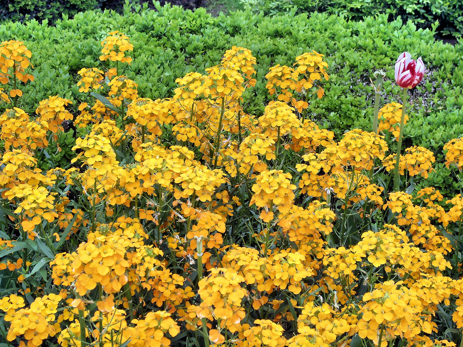 The estetic of senses!: Le "Petit Sablon". . . ou quand le meilleur ...