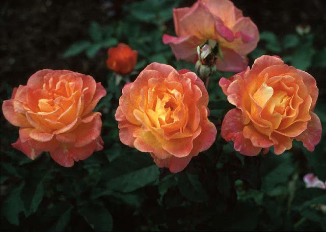 Beechwood Landscape Architecture and Construction: Rio Samba Rose ...