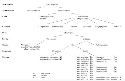 EnoViti: Understanding the Science Behind Ancient Wine