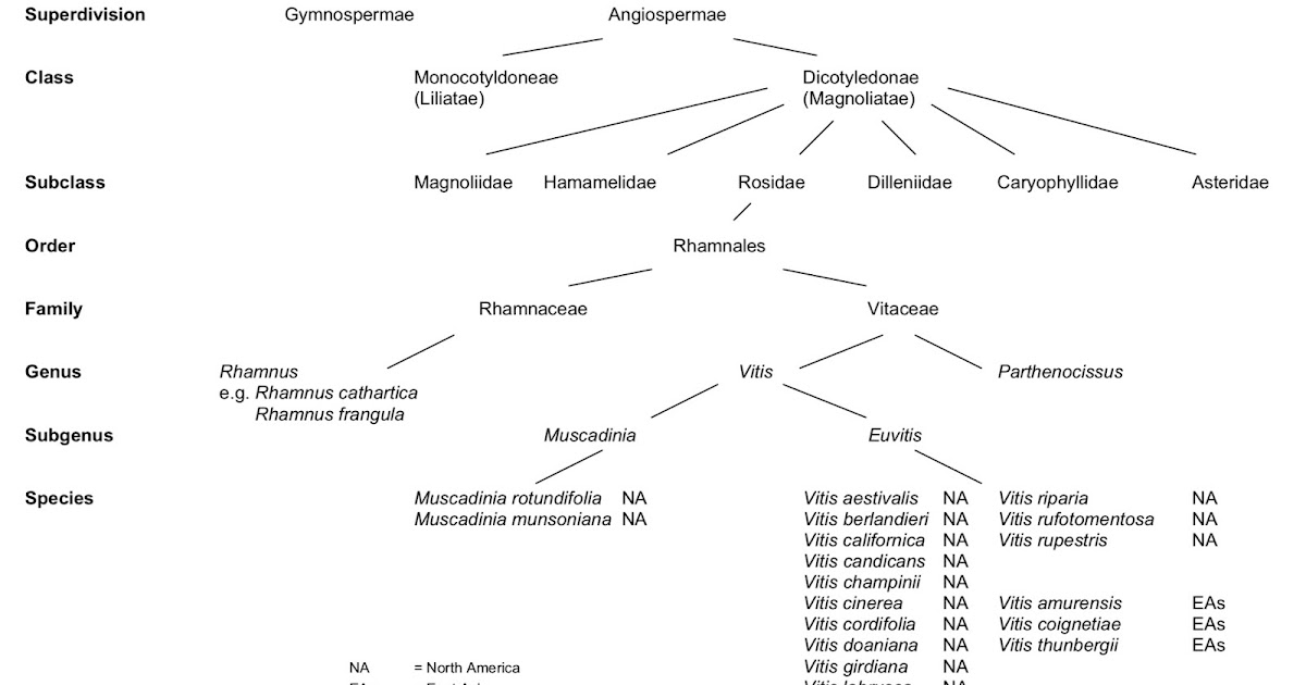 EnoViti: Understanding the Science Behind Ancient Wine