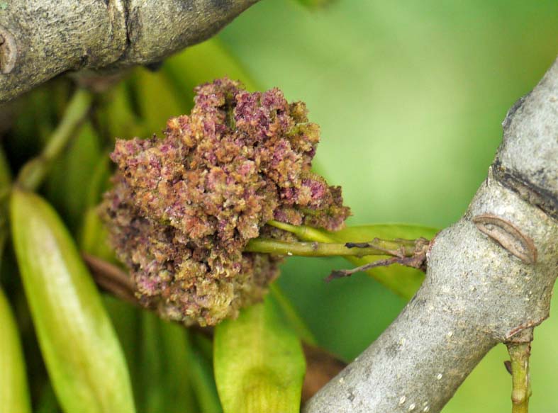 CABINET OF CURIOSITIES: Plant galls