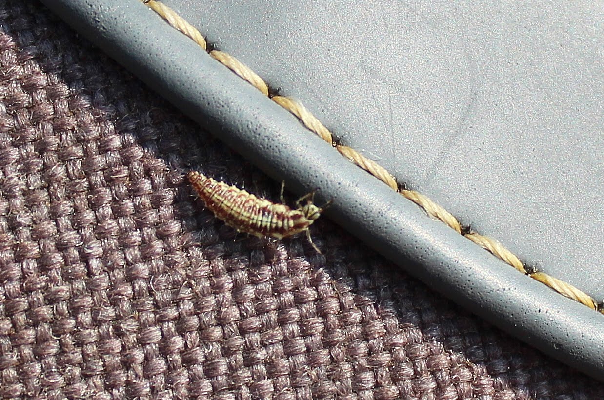 Vlie-gende Insekten: . . Gaasvliegen