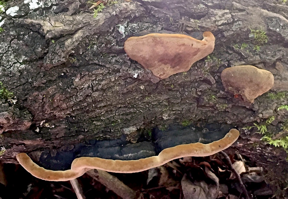 Phellinus igniarius (L.) Quél • CEMAS Orden Polyporales, Salix sp.