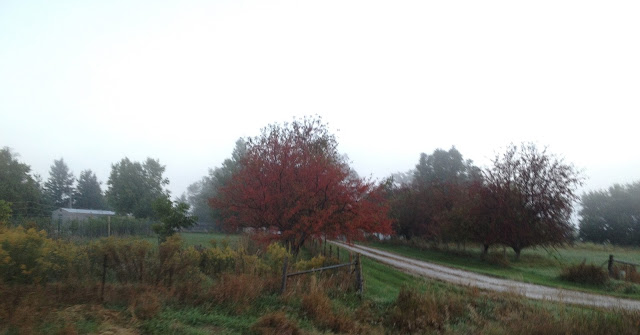 Amish Horses: Amish Fall