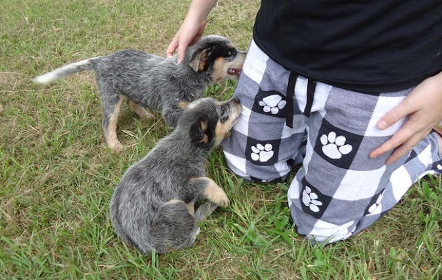 Blue Heeler Puppy Pictures - Dogs Breeds Guide