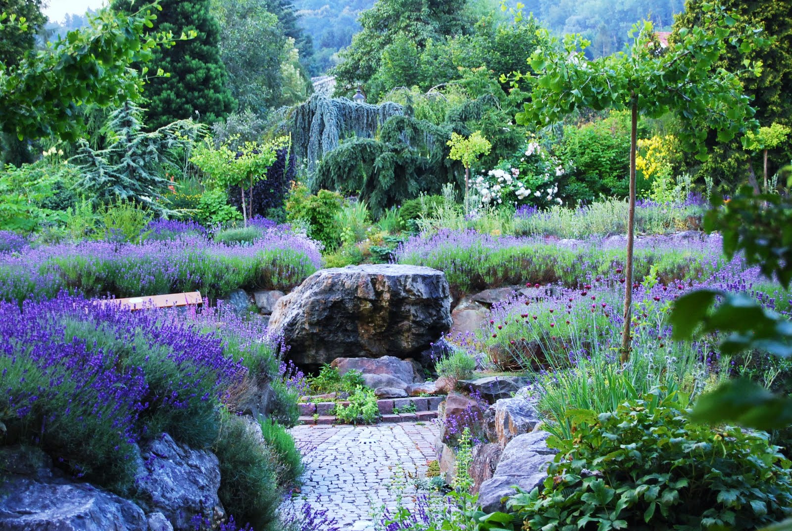 Paradis Verde - Gradini si Decoratiuni: Lavanda, parfum de vacanta!