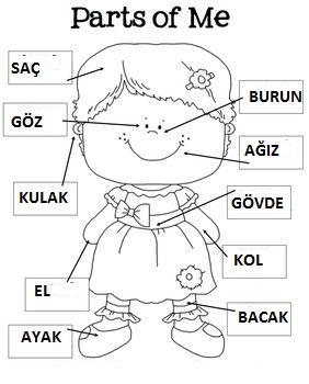 Kindergarten Turkish Language Class: Vücudumuzun Bölümleri (Parts of ...