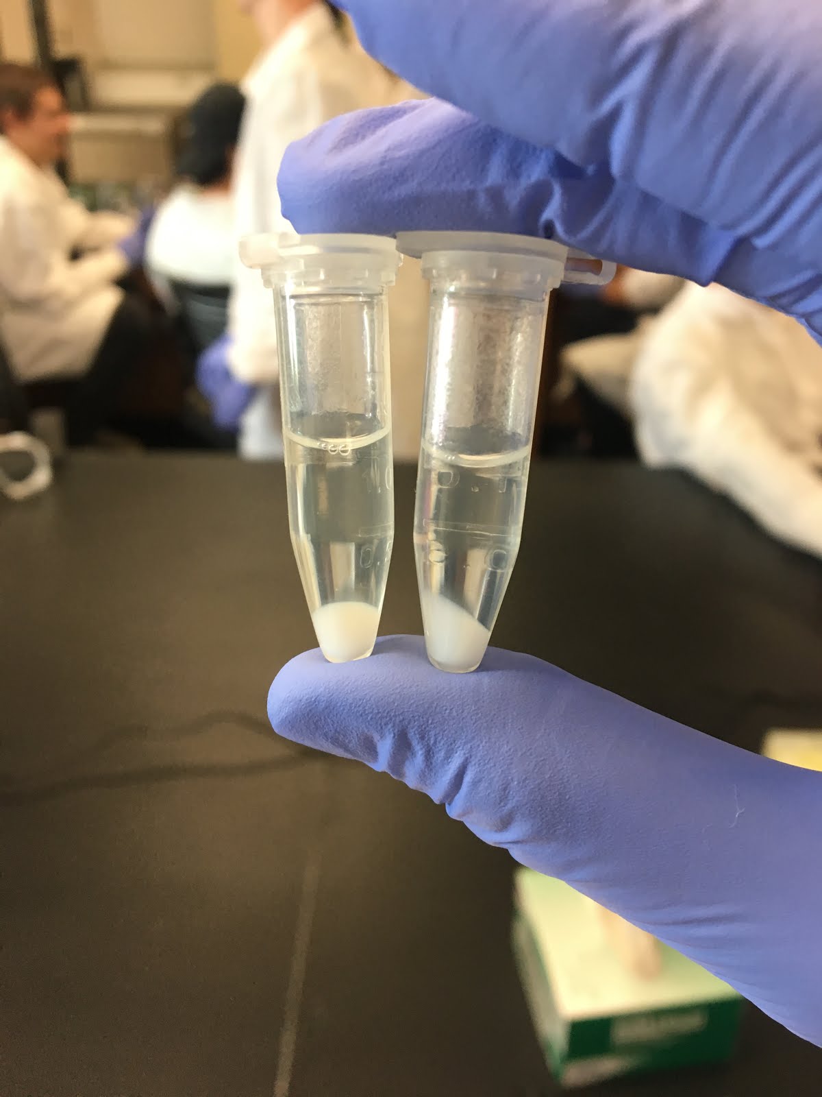 Lab 8: DNA Isolation