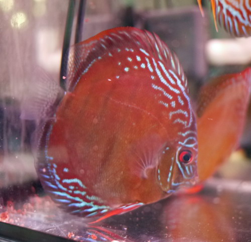 野生七彩神仙基因庫 Vivid wild Discus : 野生七彩神仙 wild discus Santarem red 聖塔倫紅