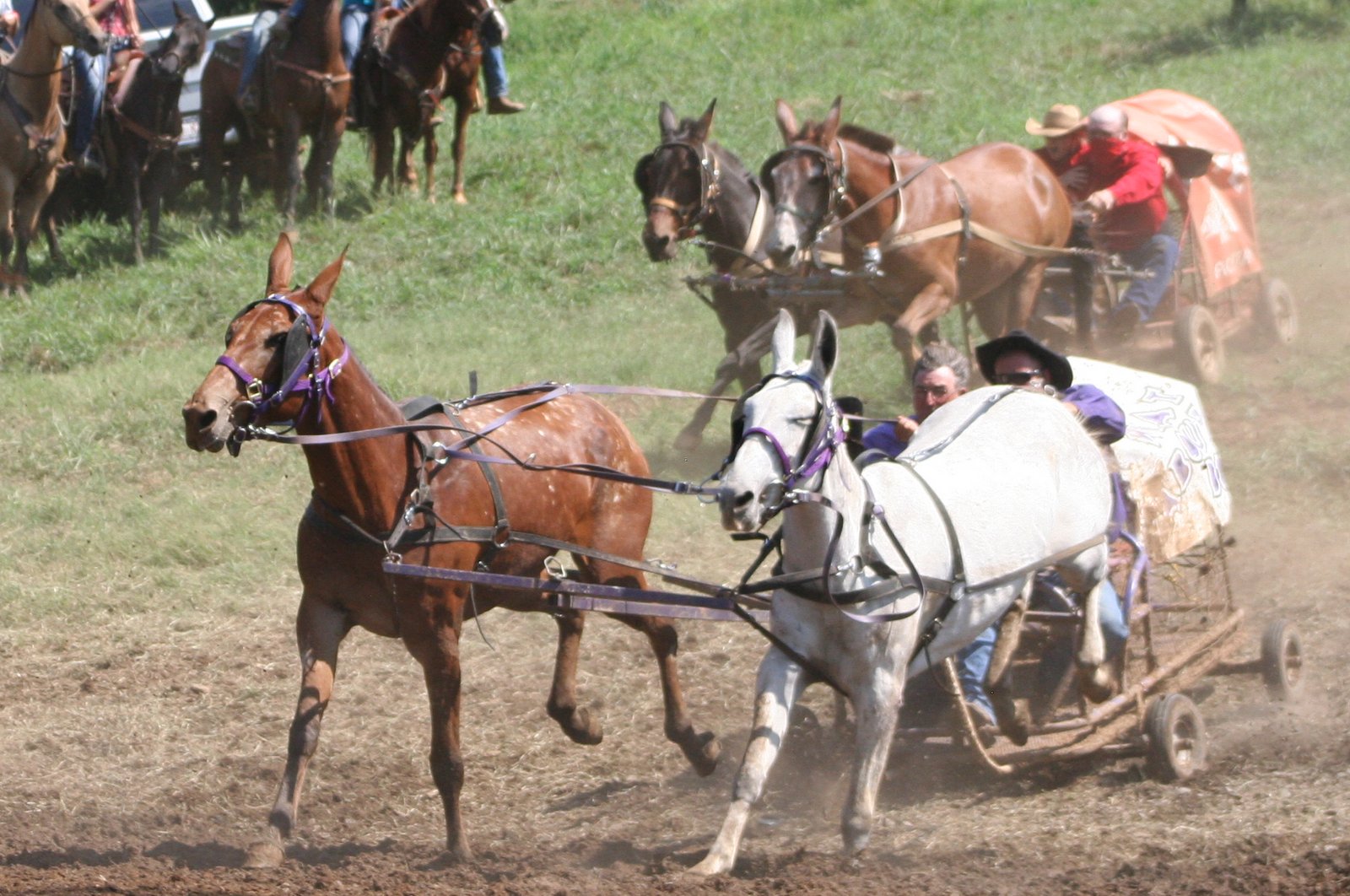PairADice Mules: Chuckwagon Races