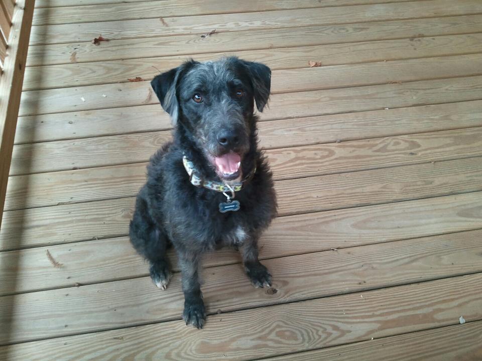 Spazzy Schnoodle to Snazzy Service Dog