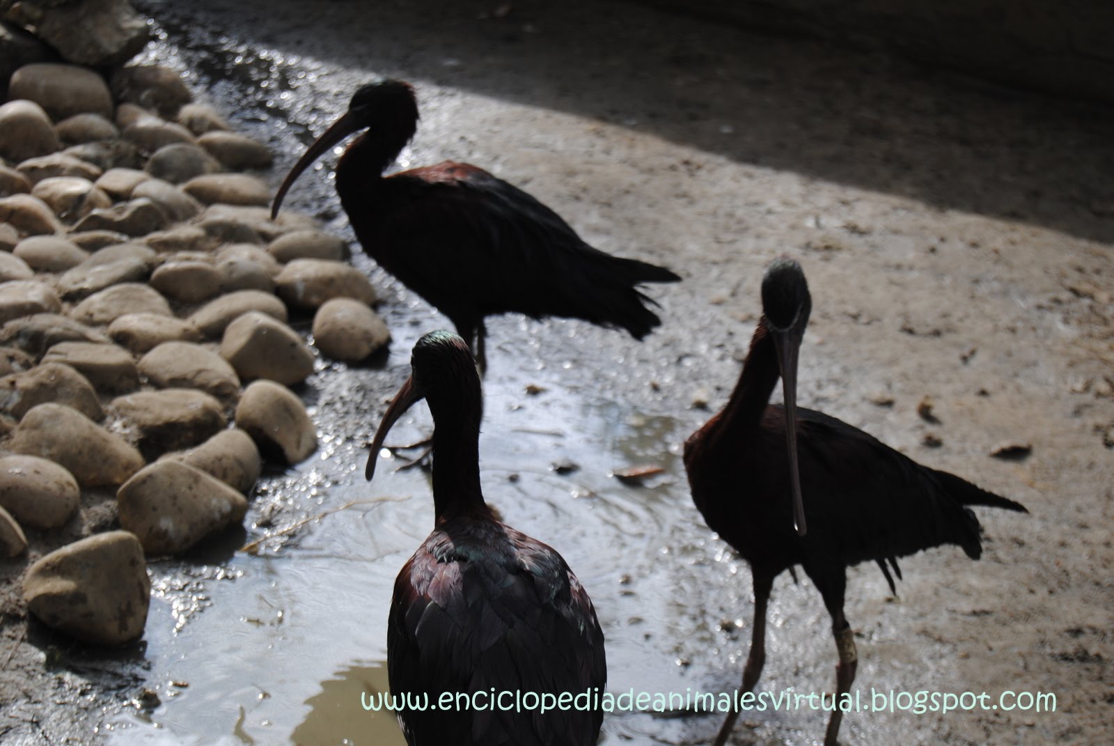 Fichas de Animales: Morito