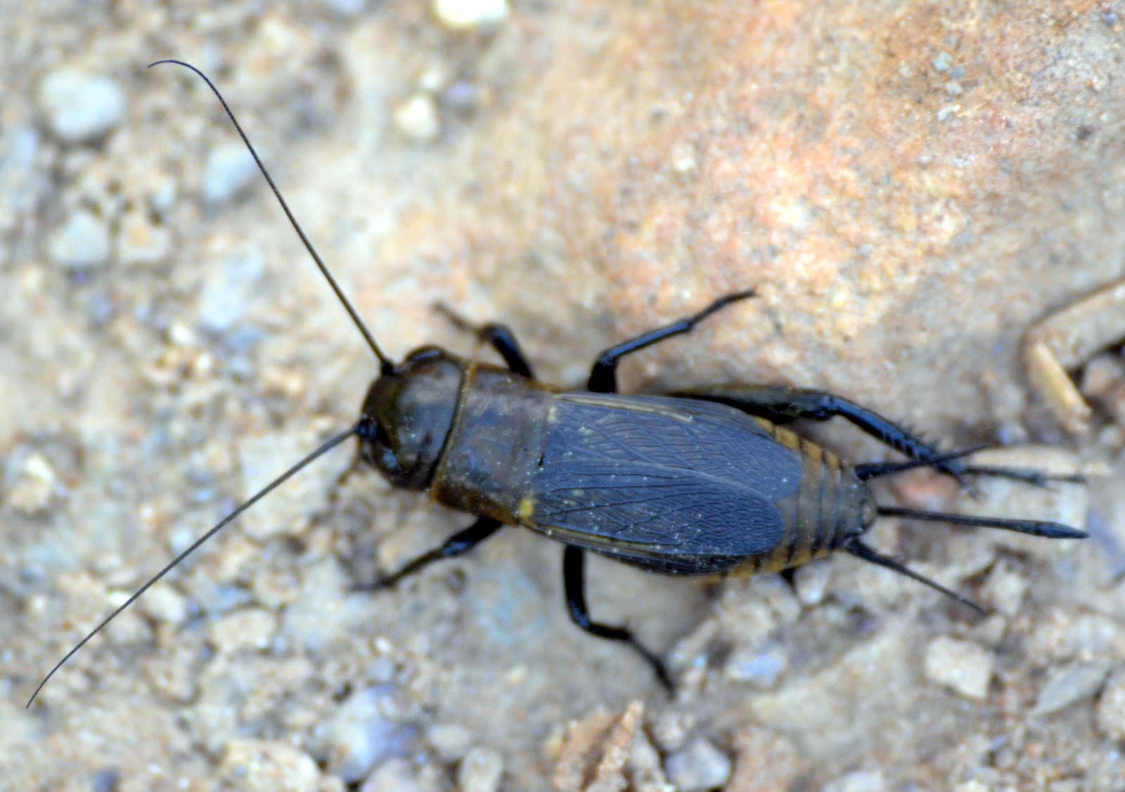 EN EL MONCAYO: Grillo (Macho)(Melanogryllus desertus)