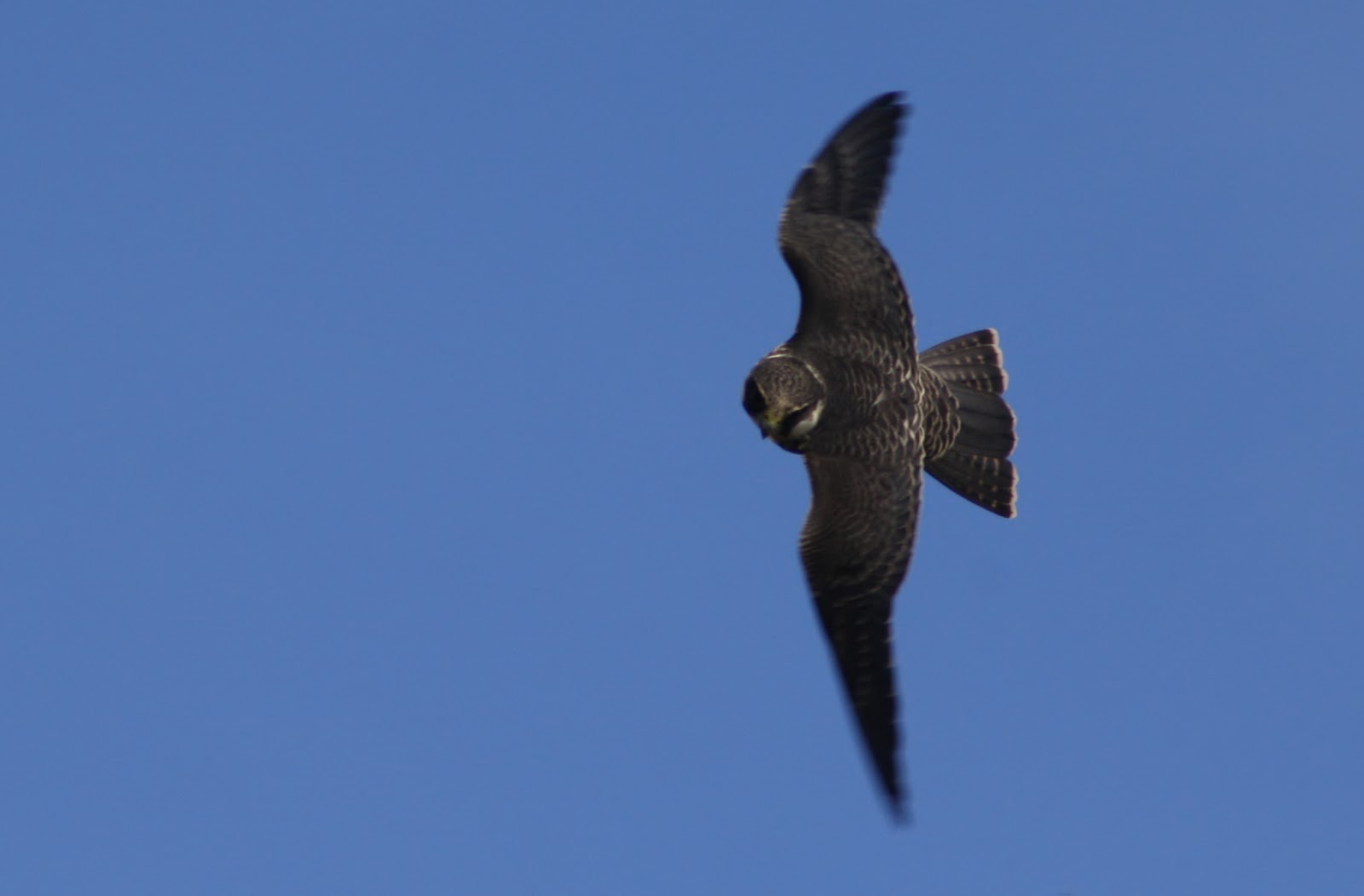 Austin's Birding Blog: 15/10/2012 Burton Mere Wetlands RSPB