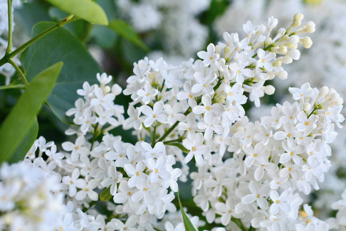 Syreenit - alkukesän paras tuoksu! | Kanelia ja kardemummaa