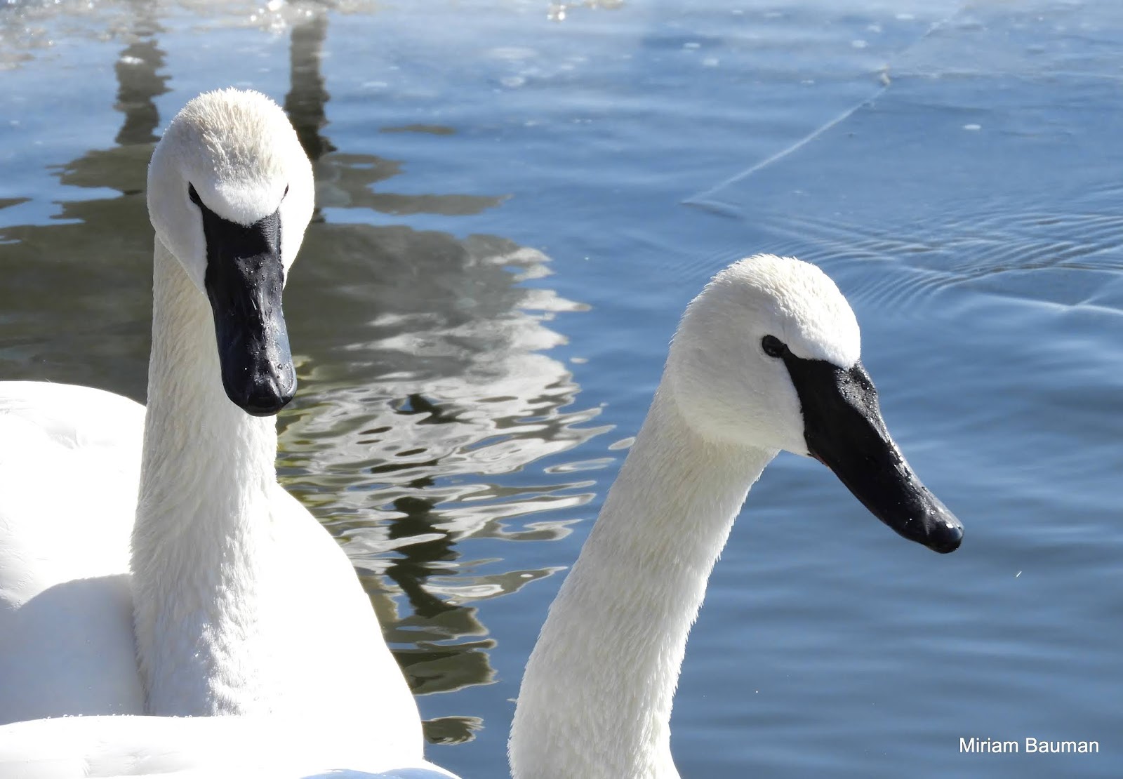 Waterloo Region Nature Annual Field Trip to North Shore of Lake Ontario ...
