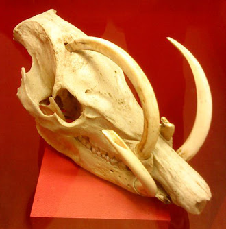 Real Monstrosities: Babirusa