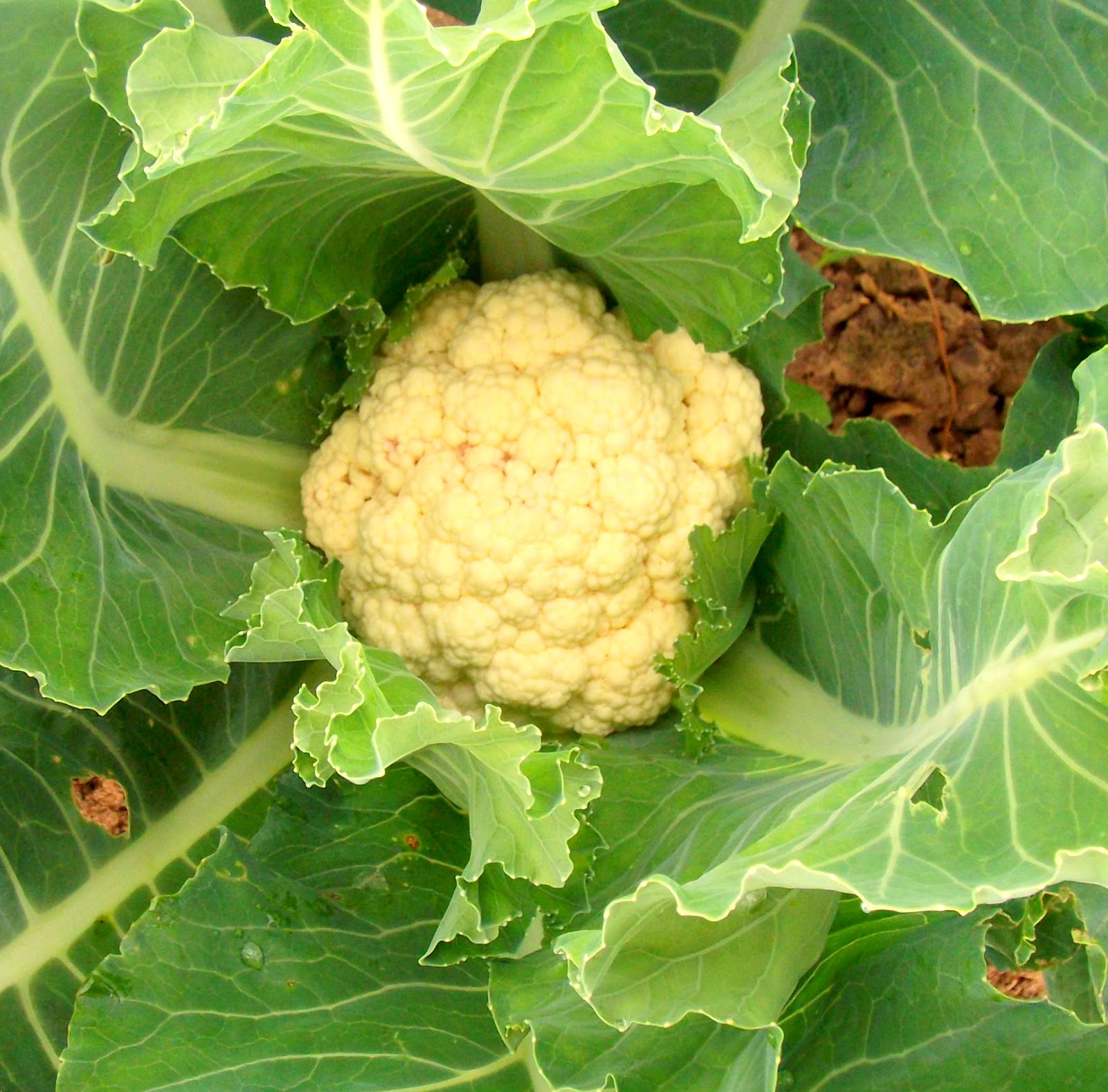 Vriksha Nursery: 100 plants you can grow in containers in in mumbai ...