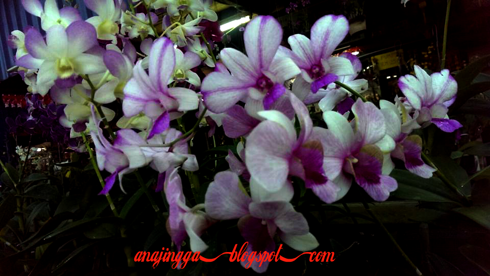Bunga Orkid Yang Cantik
