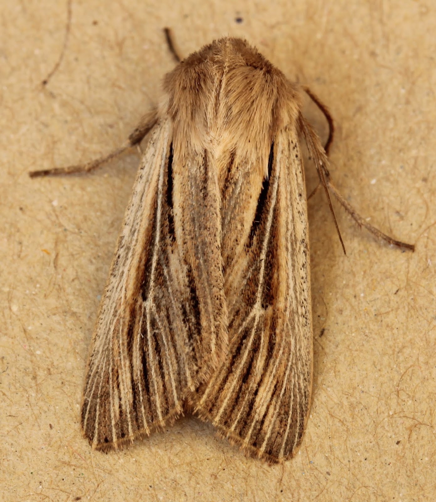 Ceredigion Moths: Wallog