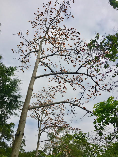 Visiting ShiBaJian Shan and Hsinchu Park's cherry blossom ~ My Life Abroad