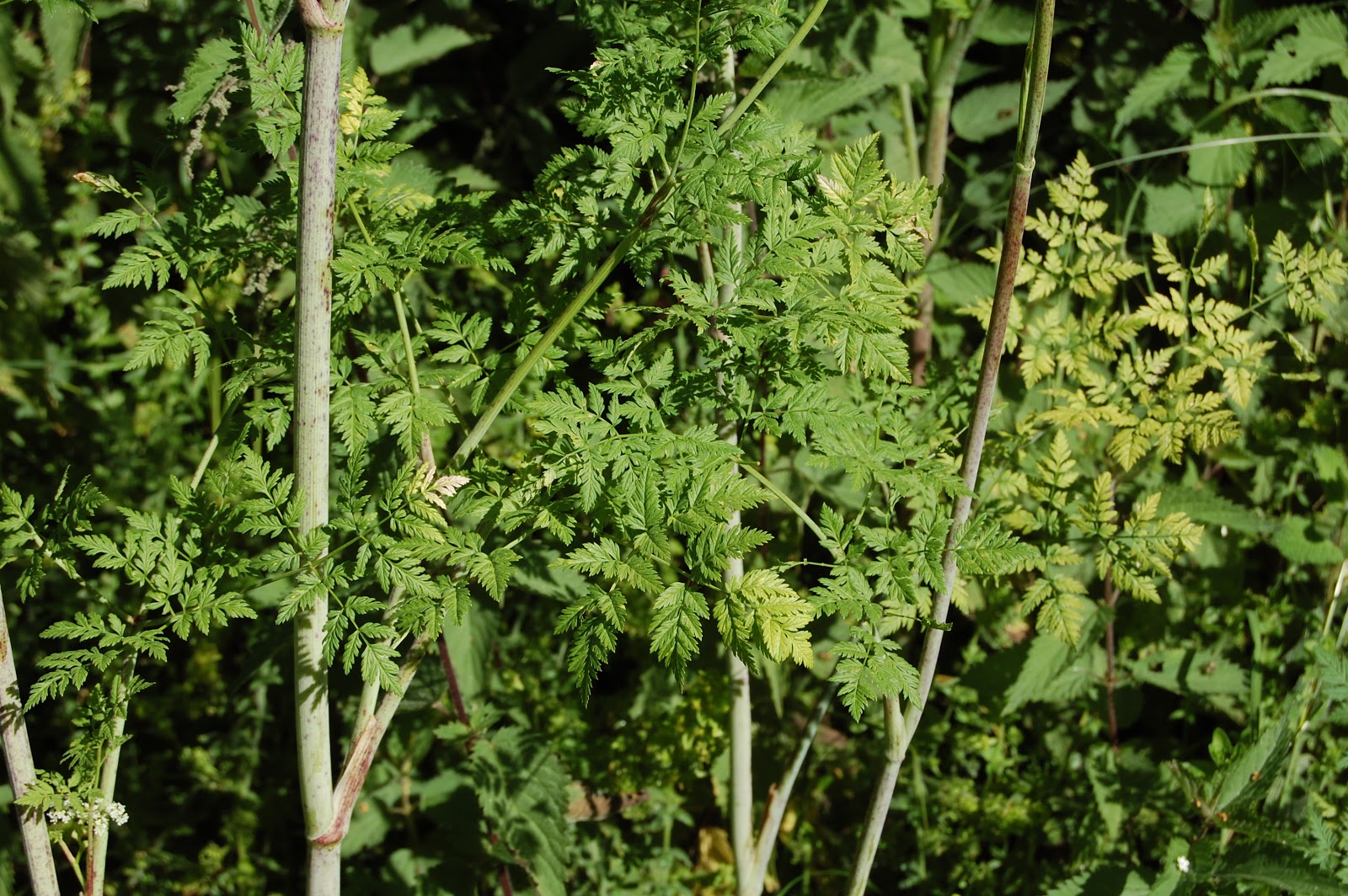 Plantas: Beleza e Diversidade: Cicuta (Conium maculatum)