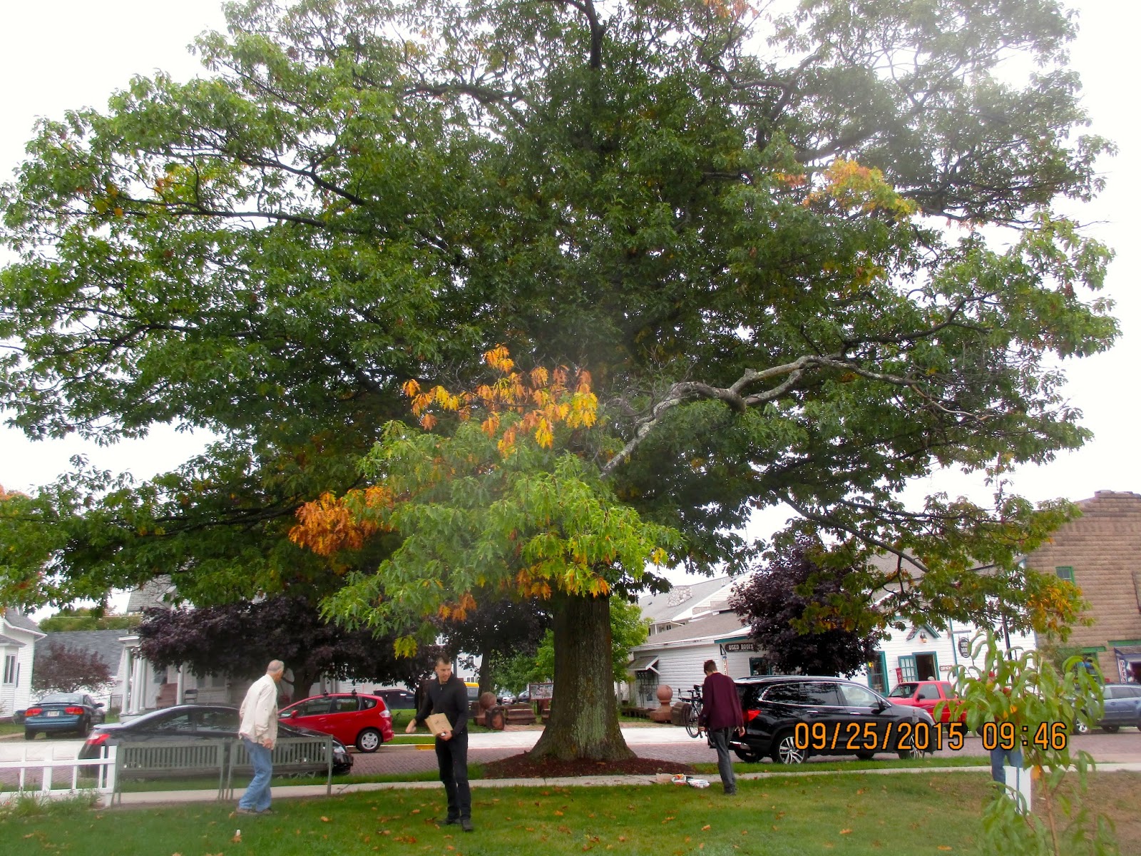 Art's Bayfield Almanac: FERTILIZING AN OLD RED OAK TRE