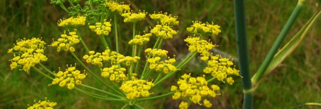 Lo Desconocido: Silfio para el control de natalidad en el pasado
