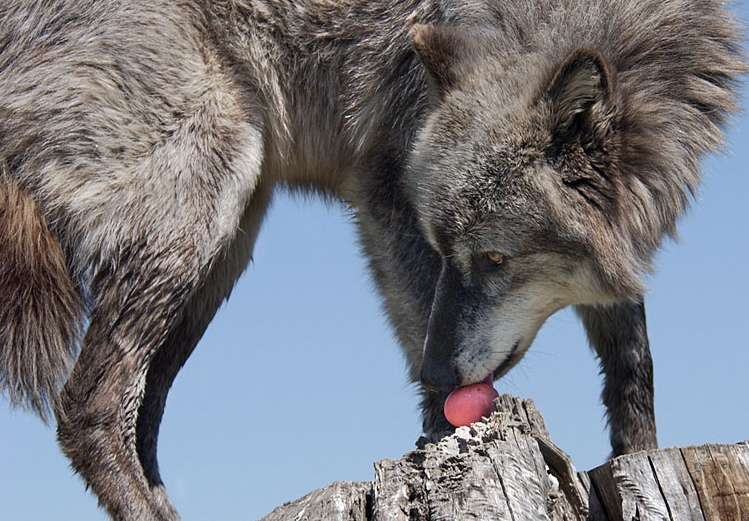 White Wolf : Celebrate Easter Egg Hunt With Amazing Wolves